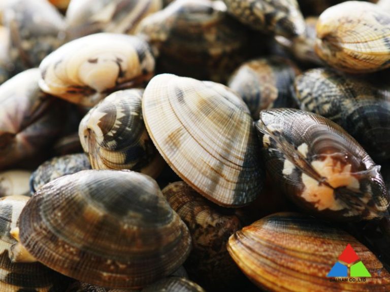 3 cách bảo quản ngao sống qua đêm, không mất dinh dưỡng